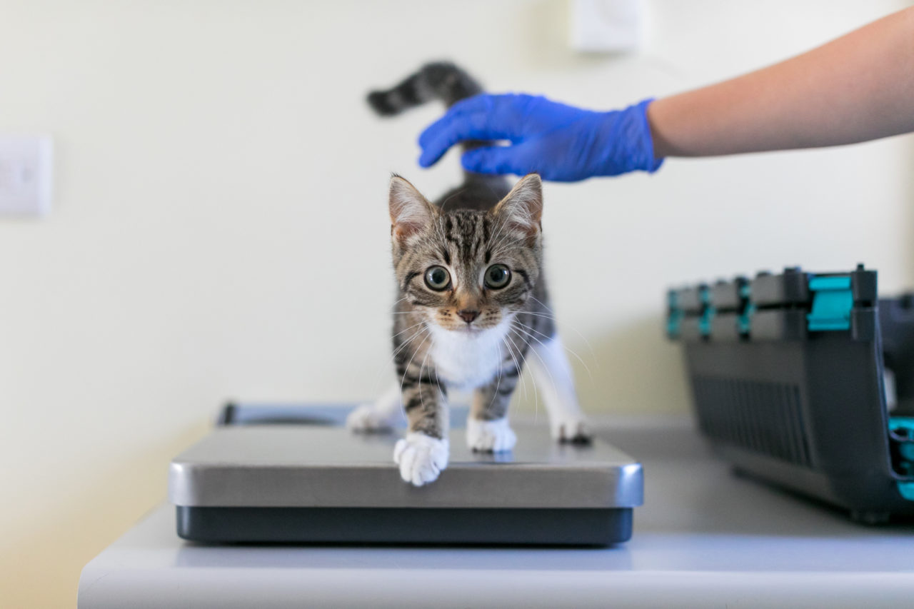 Transforming volunteer management training at Cats Protection - The ...
