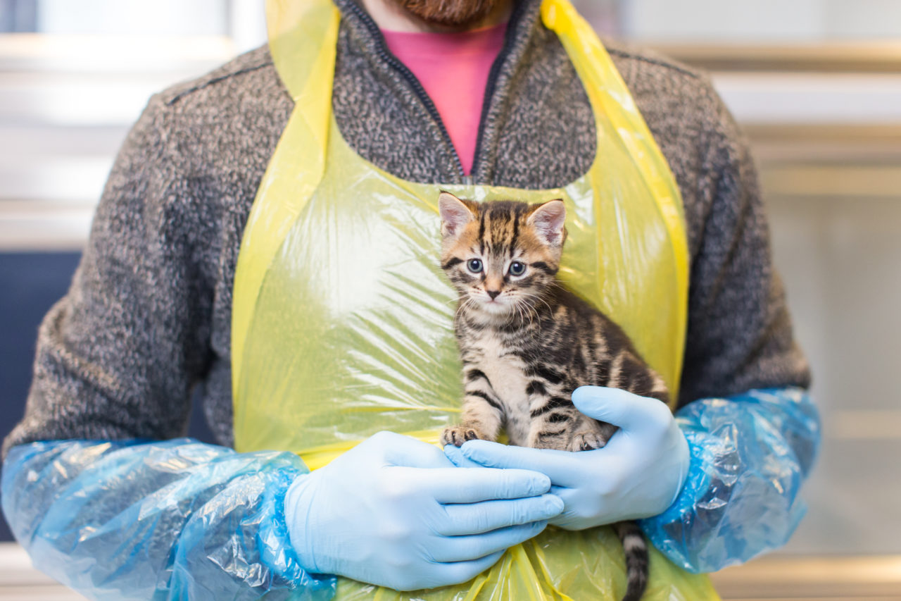 Transforming volunteer management training at Cats Protection - The ...